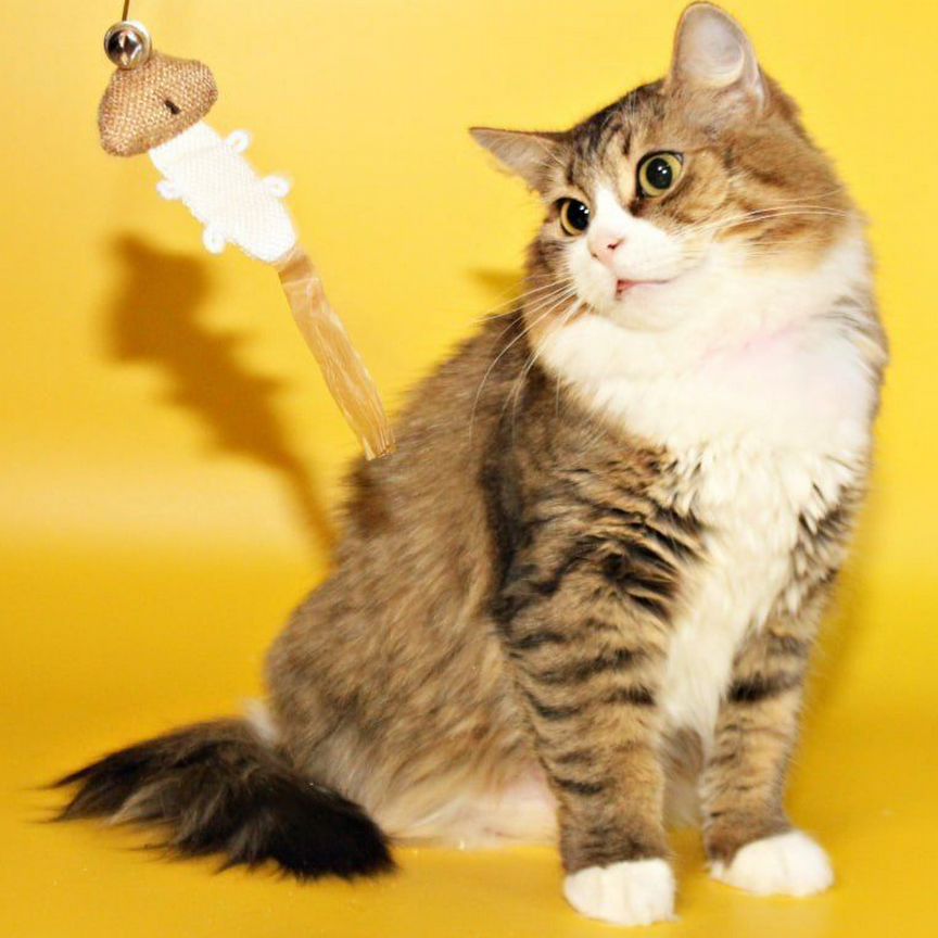 Сибирская, взрослая кошка