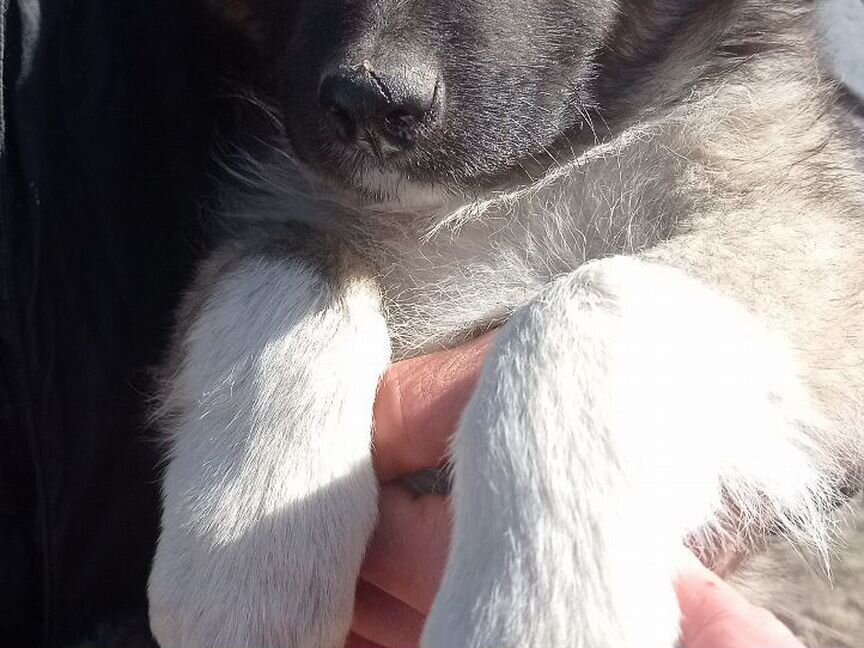 Щенок-белолапочка,3 мес