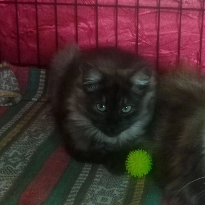 Котенок Дымка в добрые руки