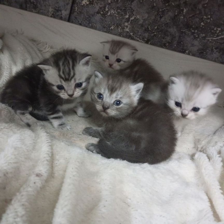 Шотландский вислоухий длинношёрстный котёнок