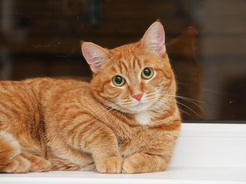 Красавица Мальта