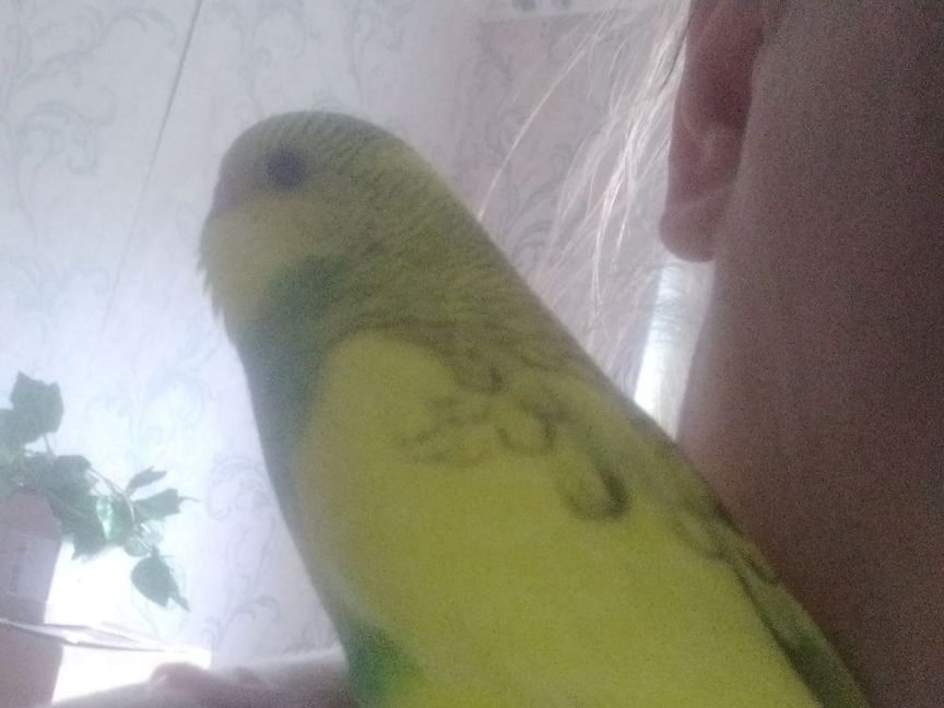 Ручные птенцы Волнистый попугай