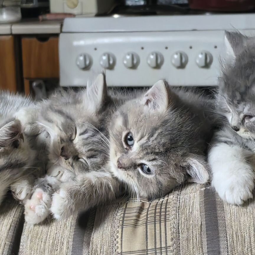 Шотландские котята