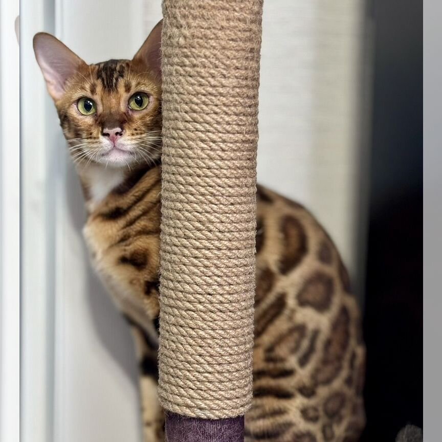 Бенгальская, взрослая кошка