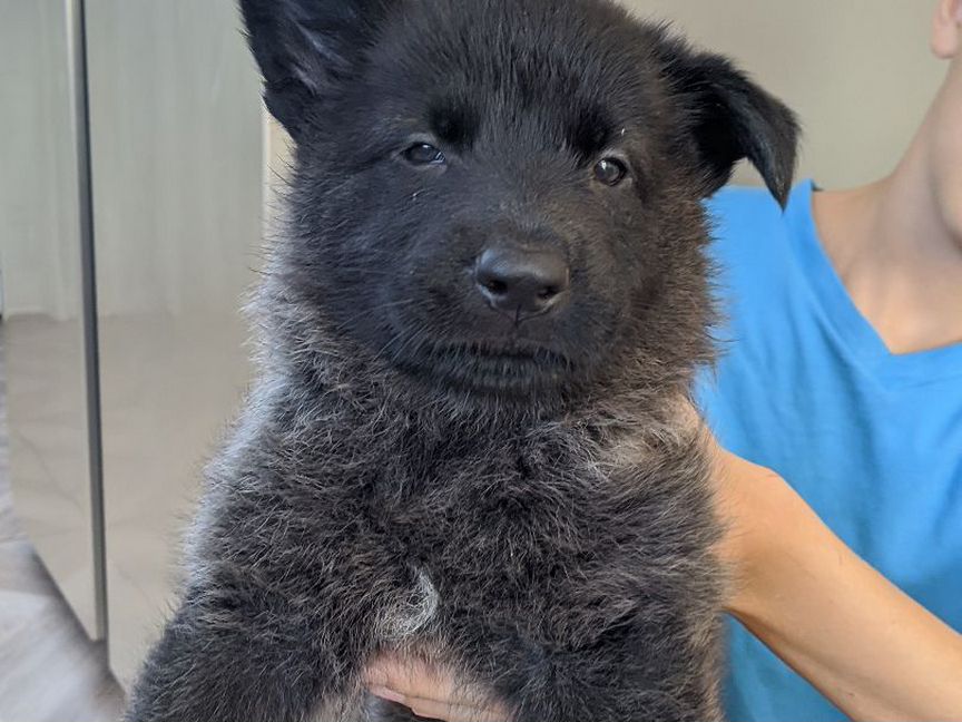 Щенок немецкой овчарки