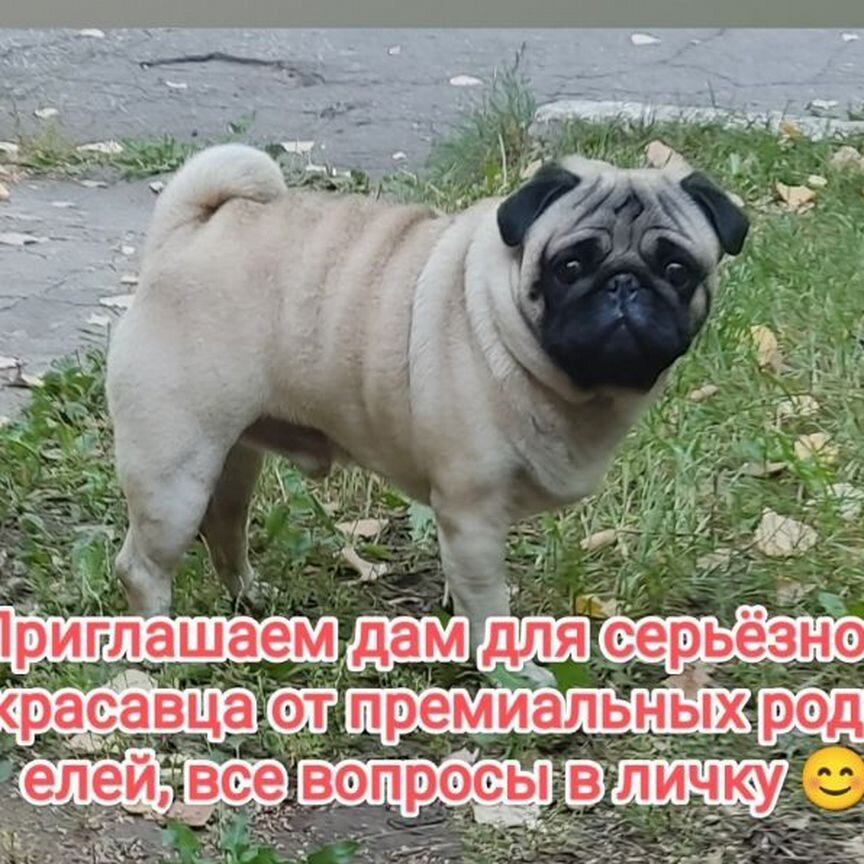 Вязка собак мопс