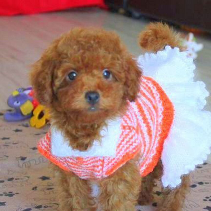 Той-пудель, щенок