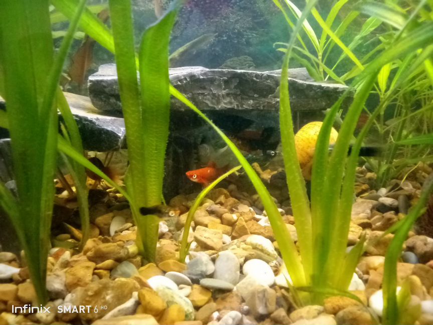 Меченосцы и моллинезии взрослые 15 шт