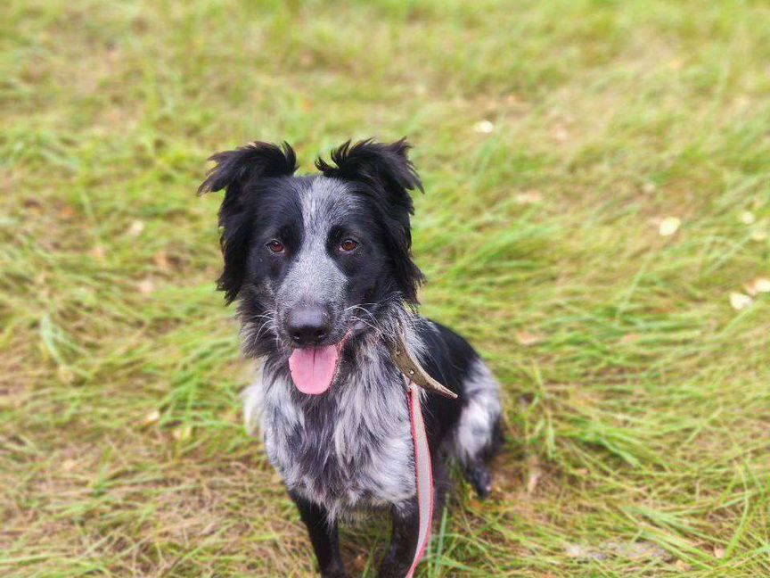 Собака из приюта в добрые руки