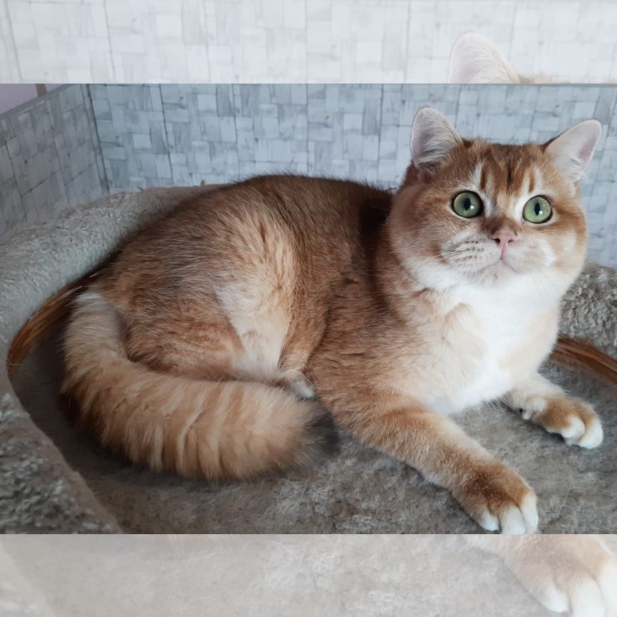 Роскошный британский молоденький котик