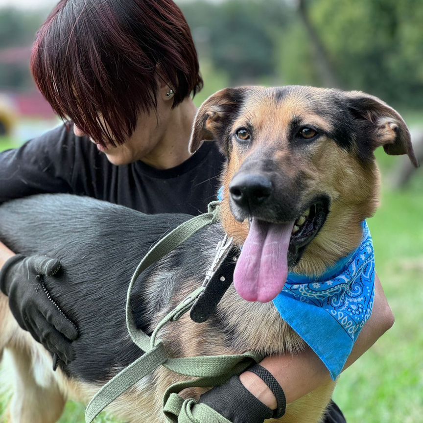 Пес Рэм в добрые руки