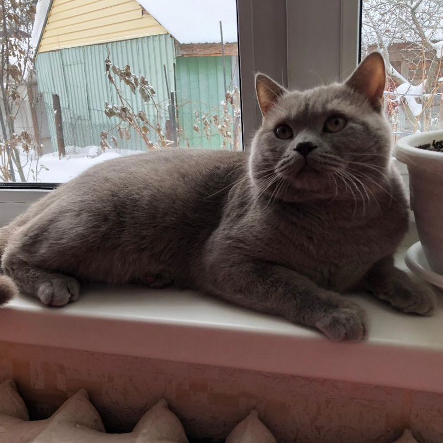 Кот британец бесплатно