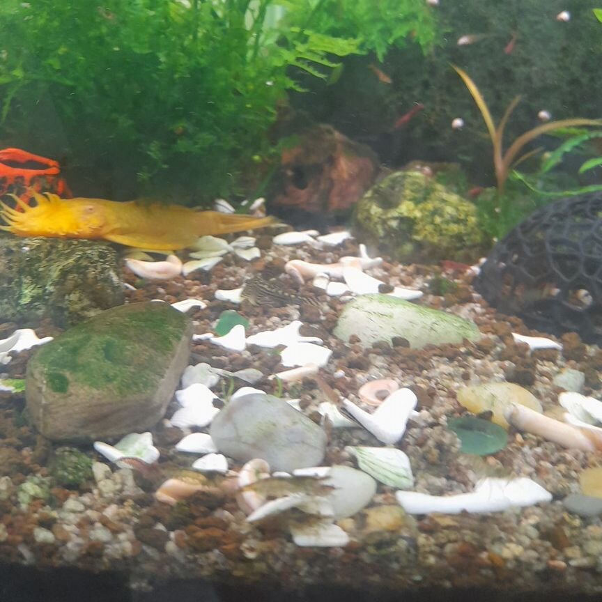 Аквариум угловой бу