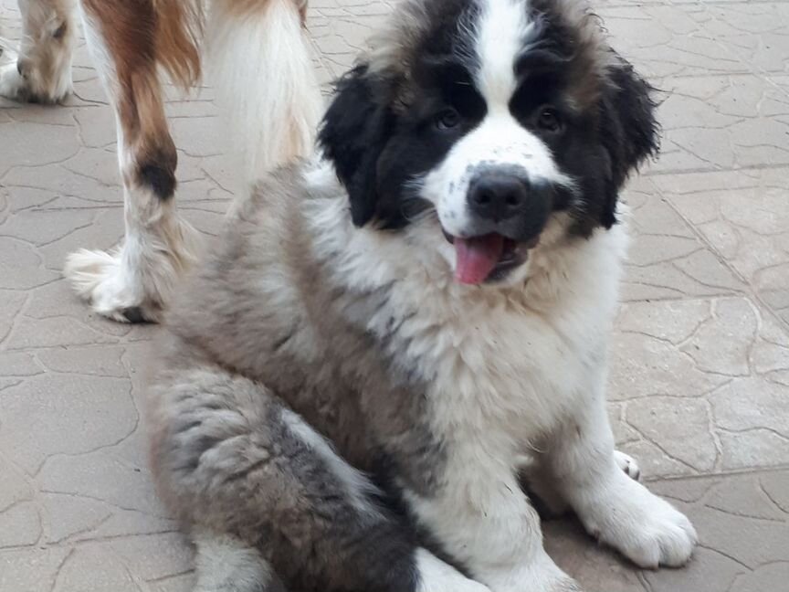 Щенки московской сторожевой