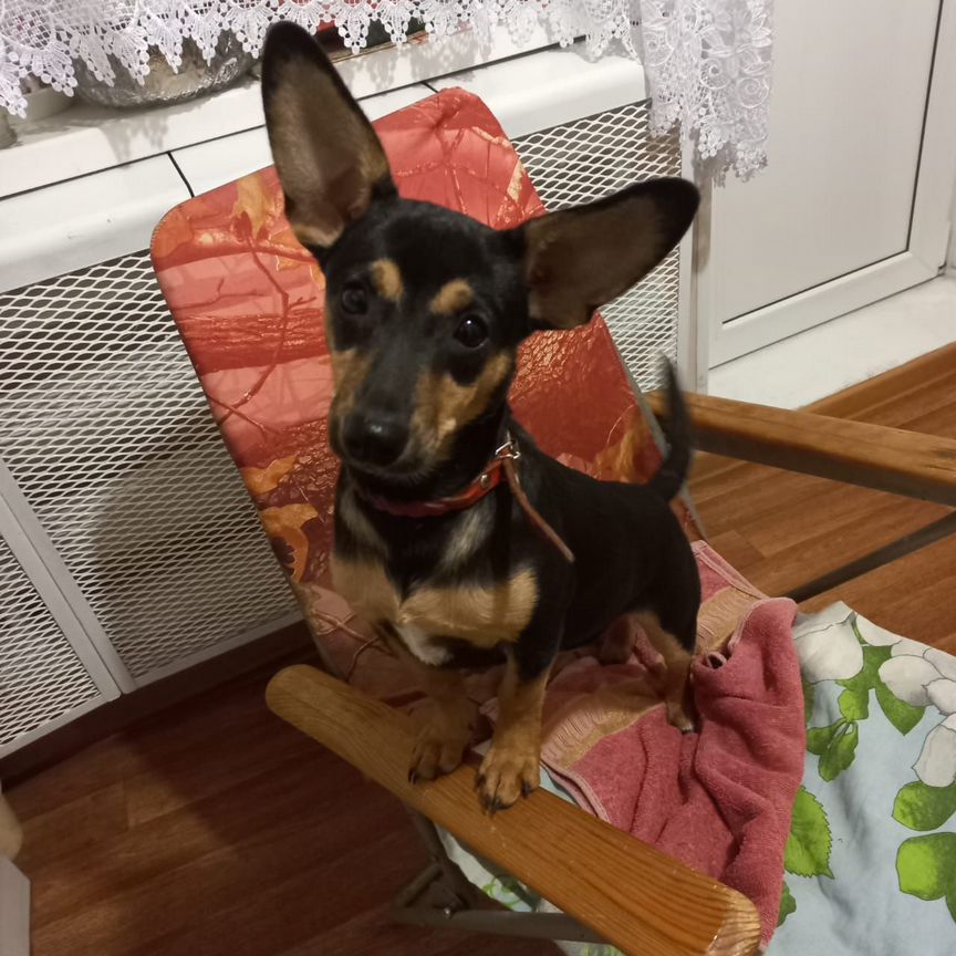 Маленькая собака в добрые руки