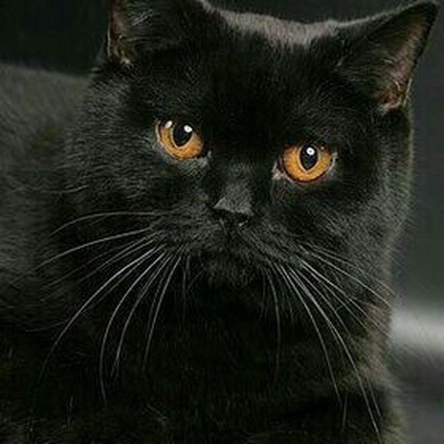 Британец бесплатно в добрые руки