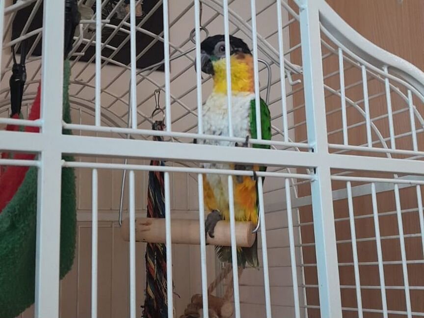 Попугай каик