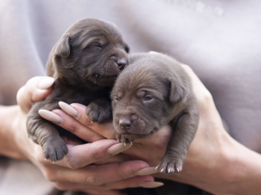 Ксолоитцкуинтли