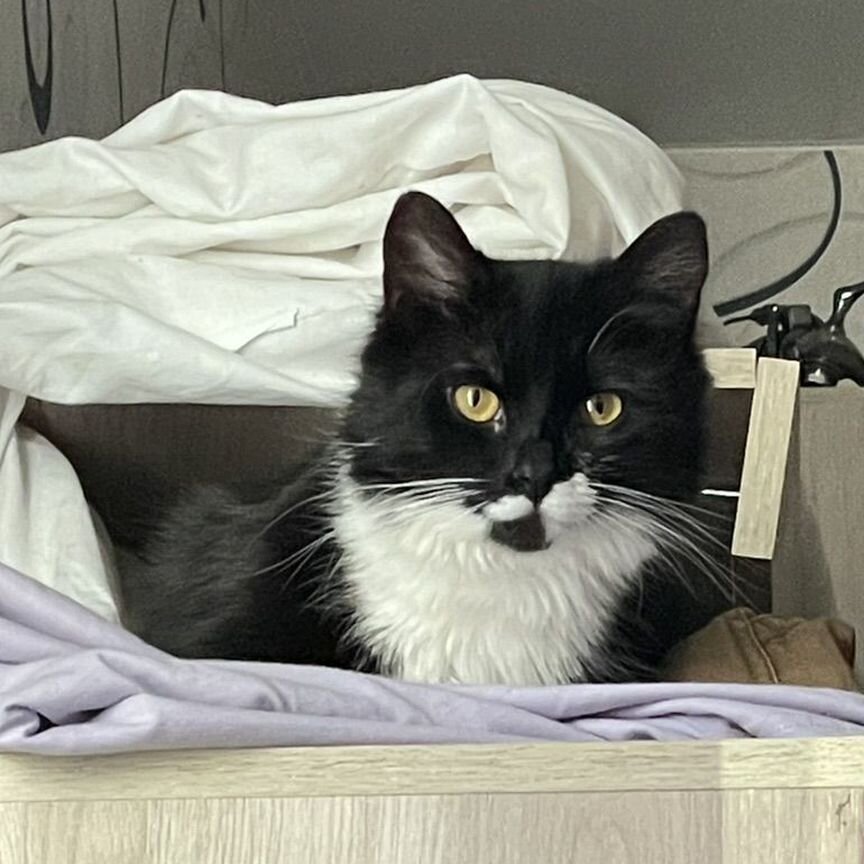 Взрослая, кошка в добрые руки