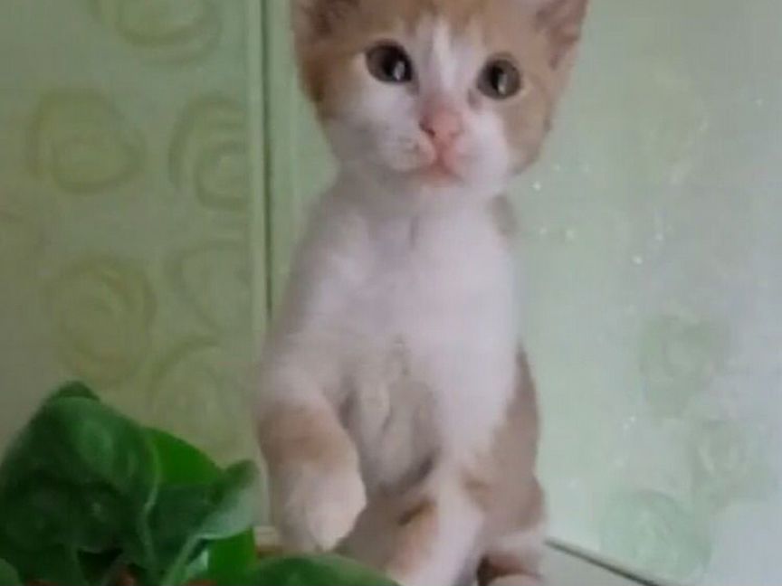 Милашка в дар