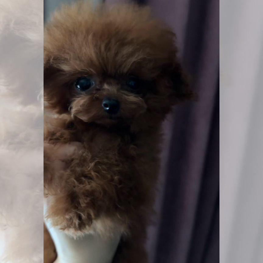 Той-пудель, щенок