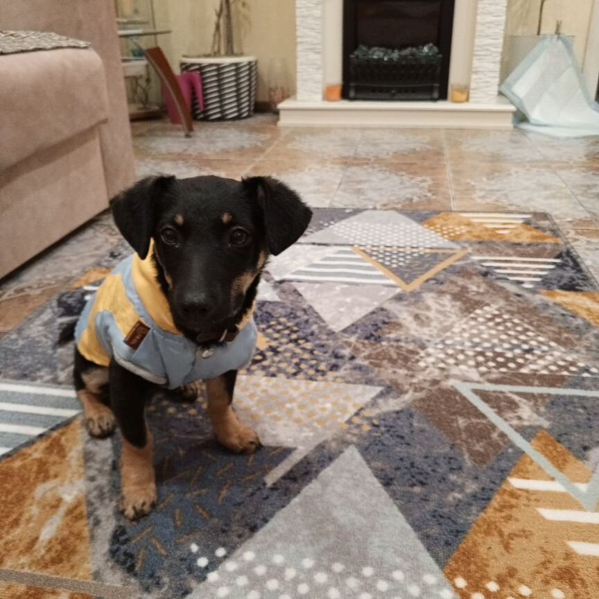 Отдам щенка в добрые руки