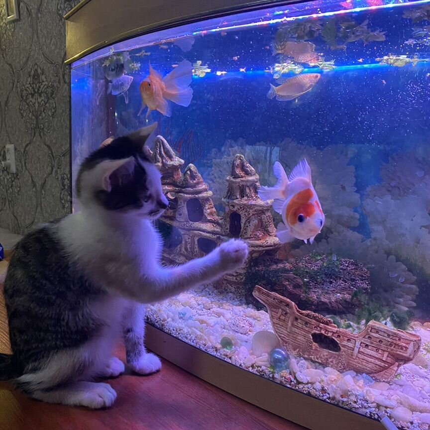 Котенок 2.5 месяца
