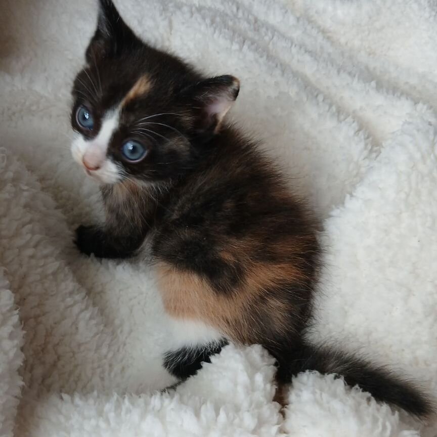 Котёнок в добрые руки