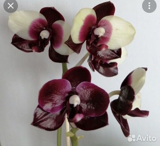 Орхидея MCL70 Mituo Diamond Panda купить в Москве | Товары для дома и ...