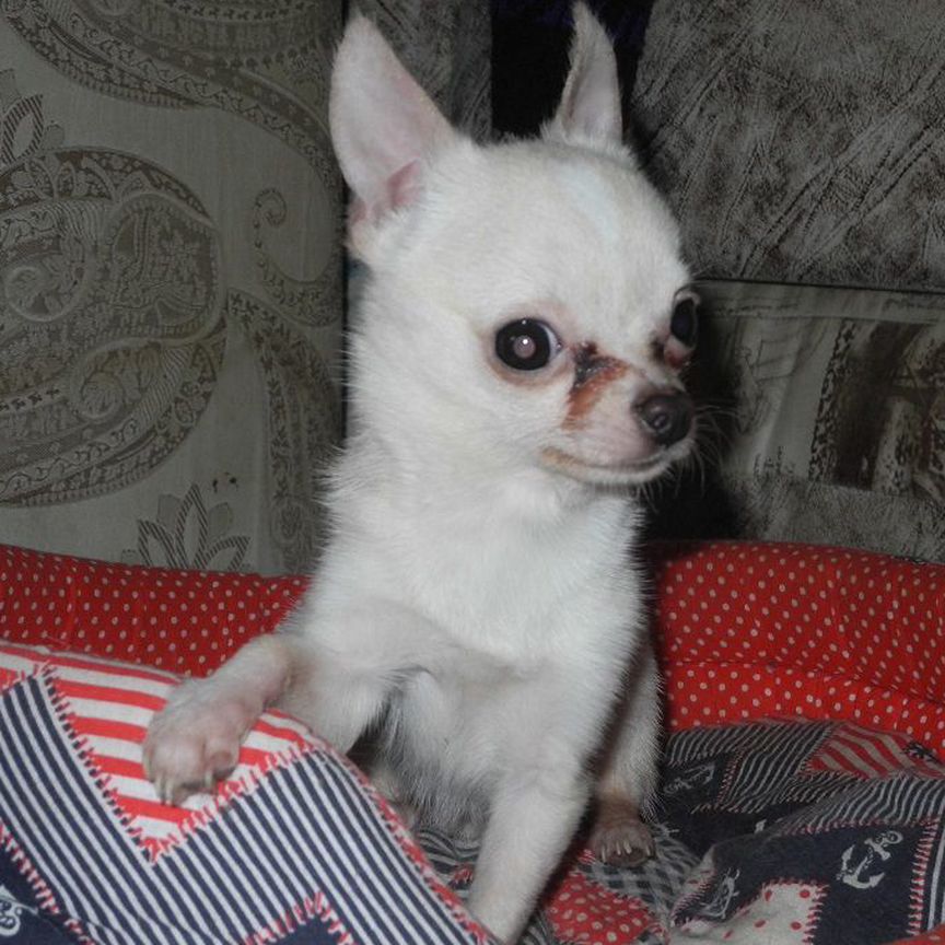 Чихуахуа, щенок