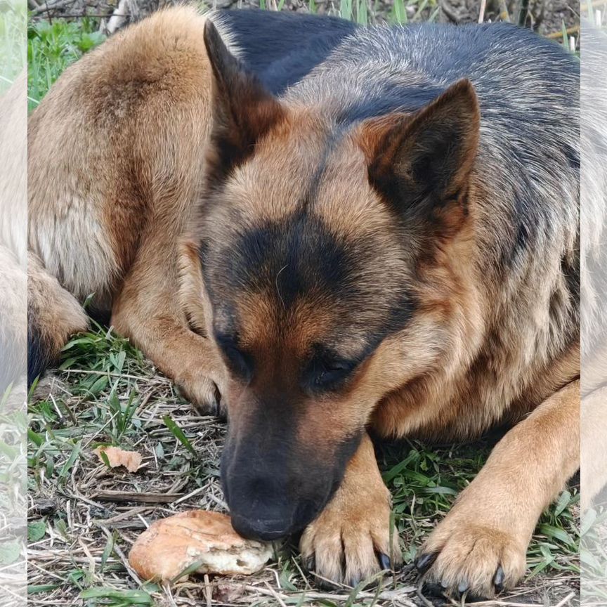 Немецкая овчарка, взрослый пёс