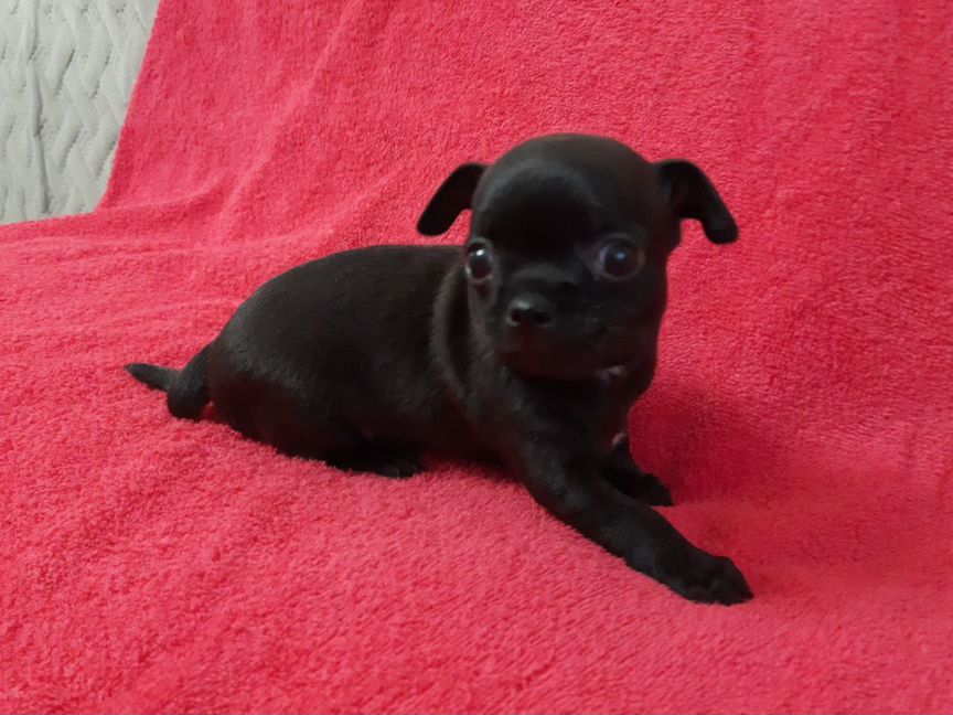 Щенки чихуахуа