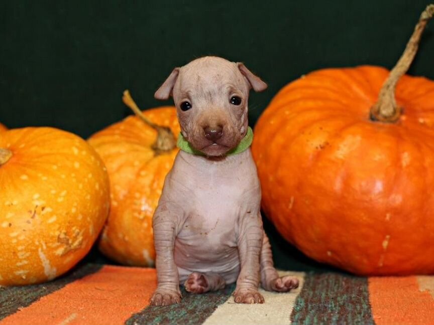 Ксолоитцкуинтли мини, мальчик благородный янтарь