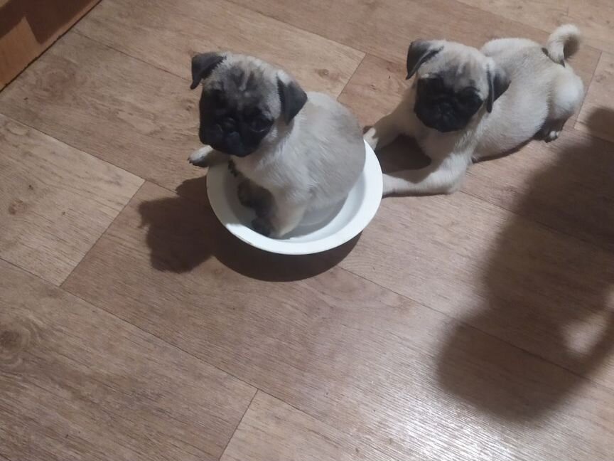 Щенки мопса