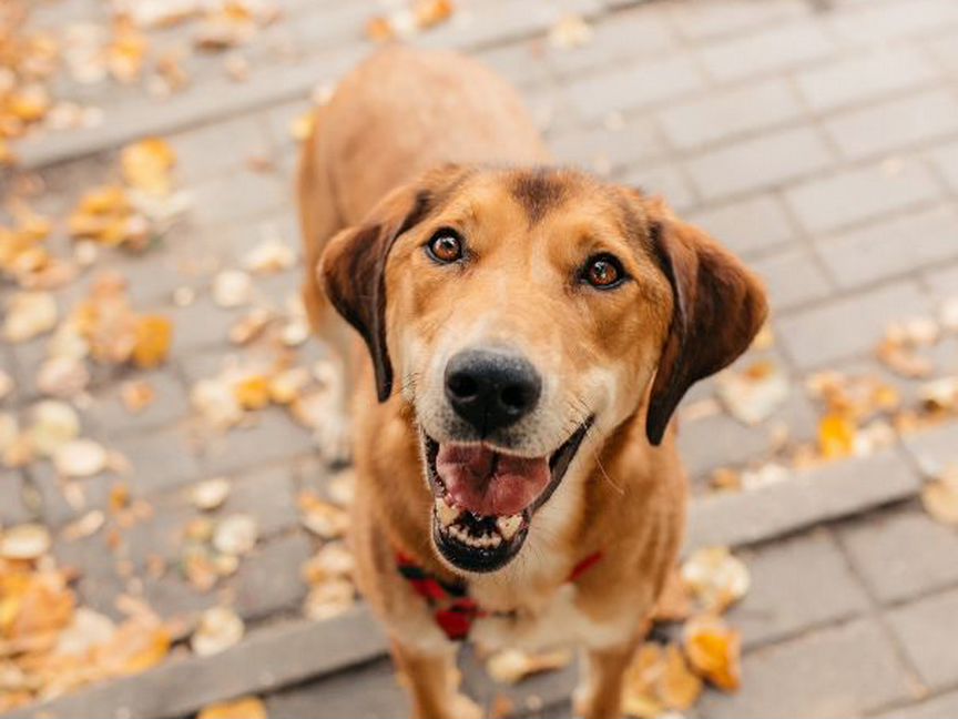 Собака в добрые руки