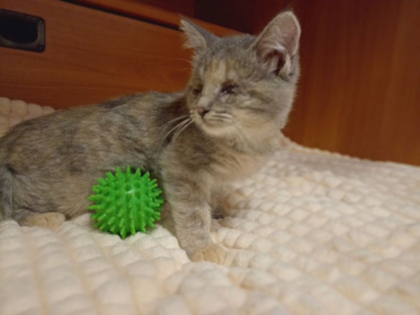 Котеночек инвалид