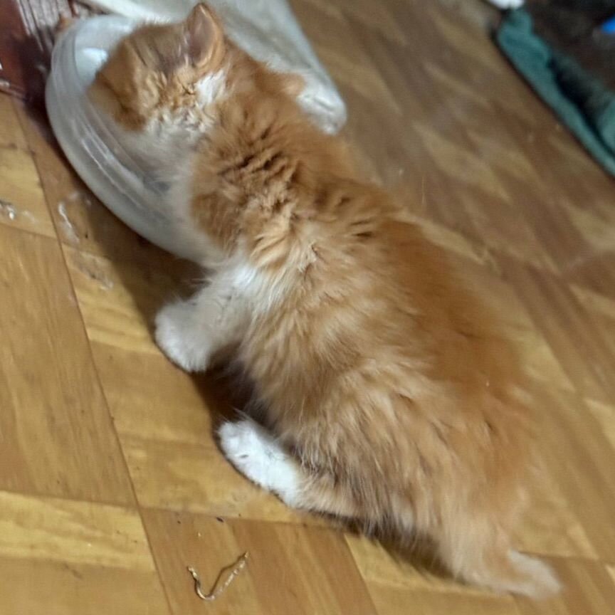 Котёнок в добрые руки