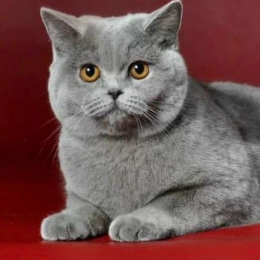 Британская