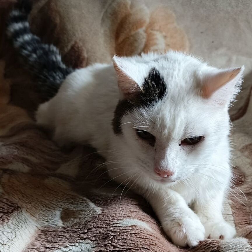 Турецкий ван, взрослый кот