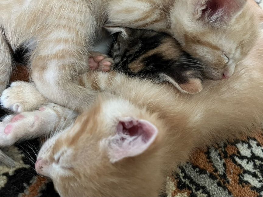 Котята в добрые руки даром