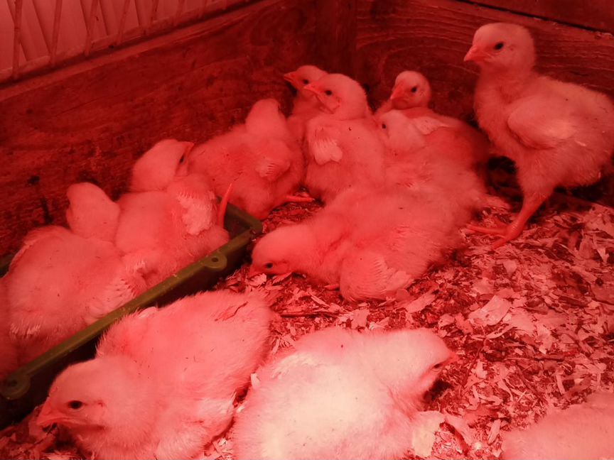 Цыплята бройлеры