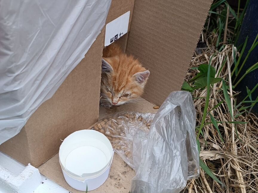 Котёнок сирота