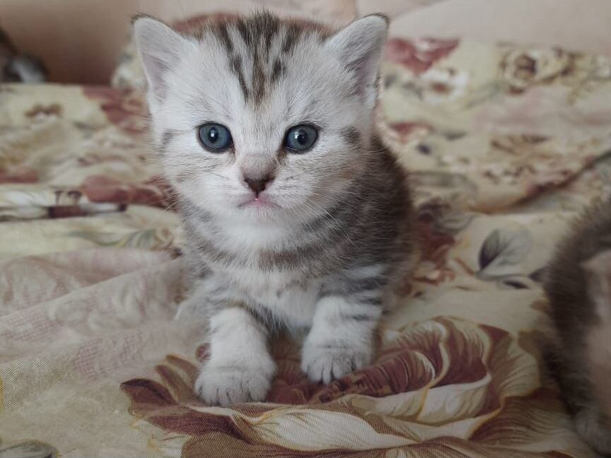 Шотландская малышка