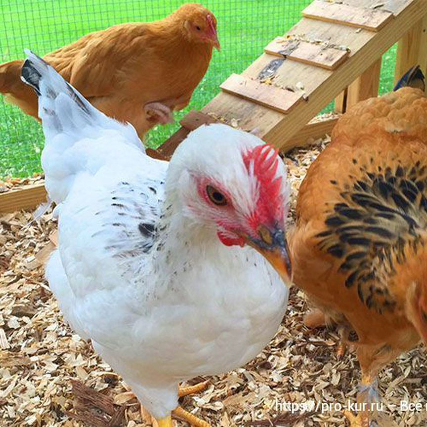 Куры молодки