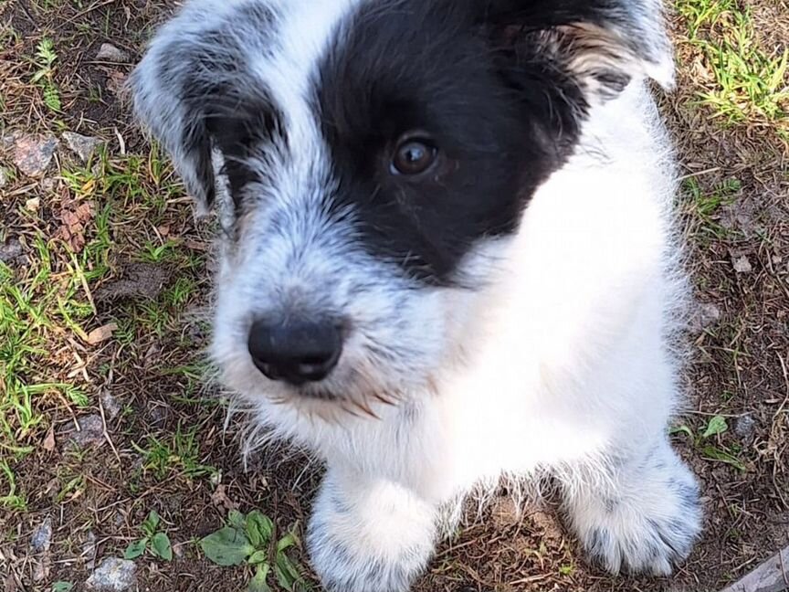 Отдам щенков бесплатно в добрые руки