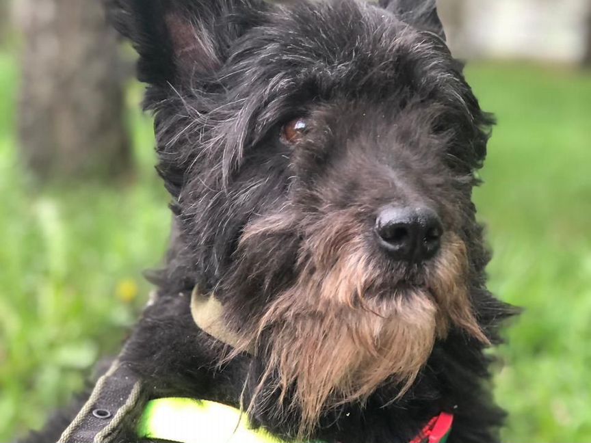 Пёсик Кудряш в дар из приюта