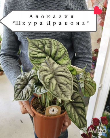 Комнатные растения купить в Иваново | Товары для дома и дачи | Авито