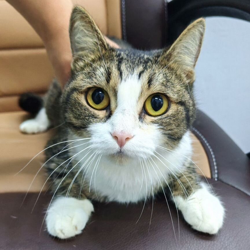 Кошечка Люсенька