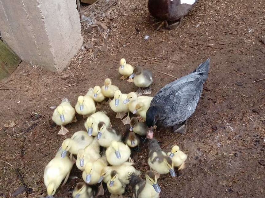 Утята мускусные