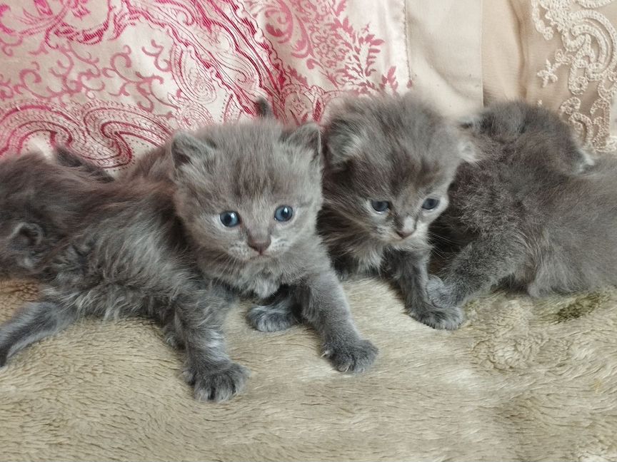 Котята